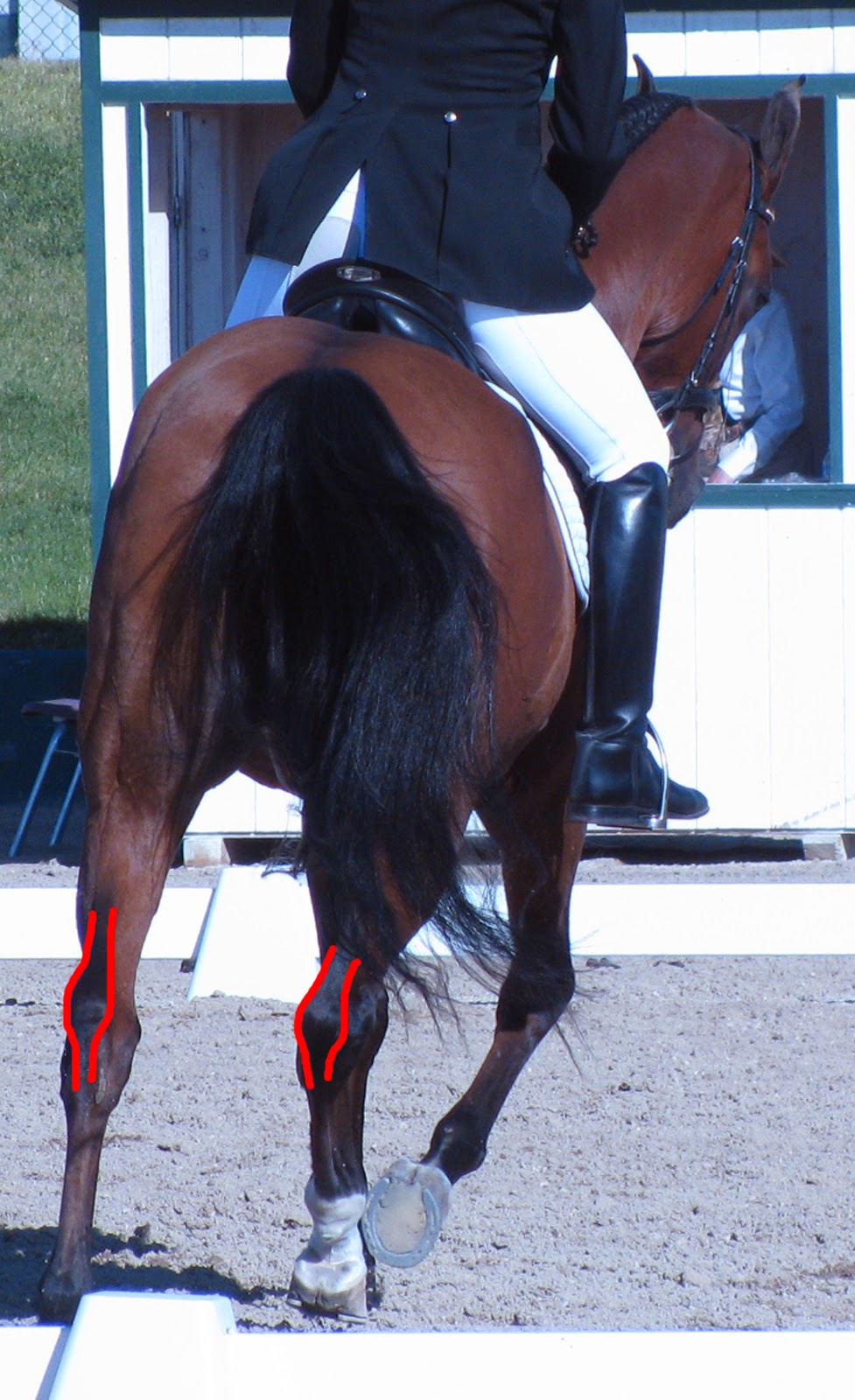 Musings at Minkiewicz Studios LLC: Equine Anatomy and Biomechanics: A ...