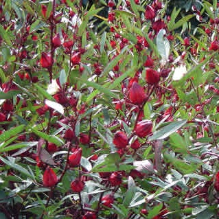 Cocina Costarricense: sorrel