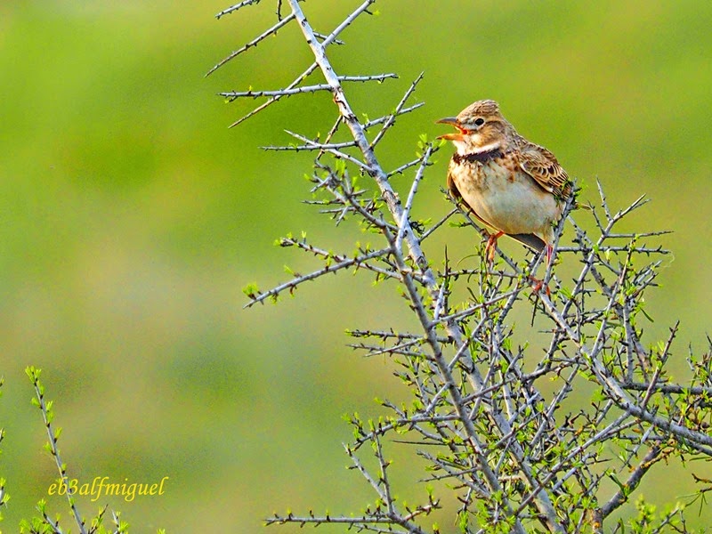 Miguel fotografia: Calandria común (Melanocorypha calandra)