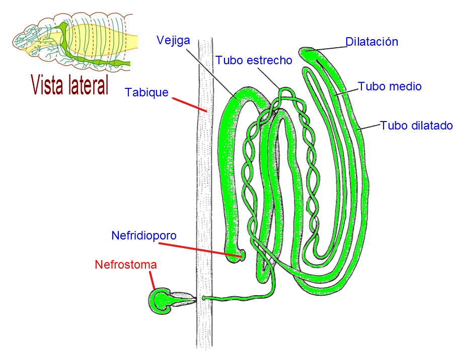 Ciencias de Joseleg: 7 EXCRECIÓN EN LOS ANÉLIDOS
