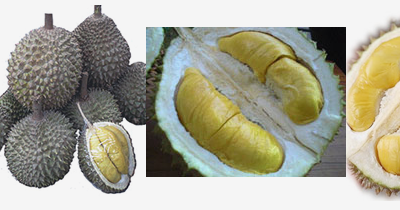 Durian Info: D197 - Musang King Durian or Mao Shan Wang
