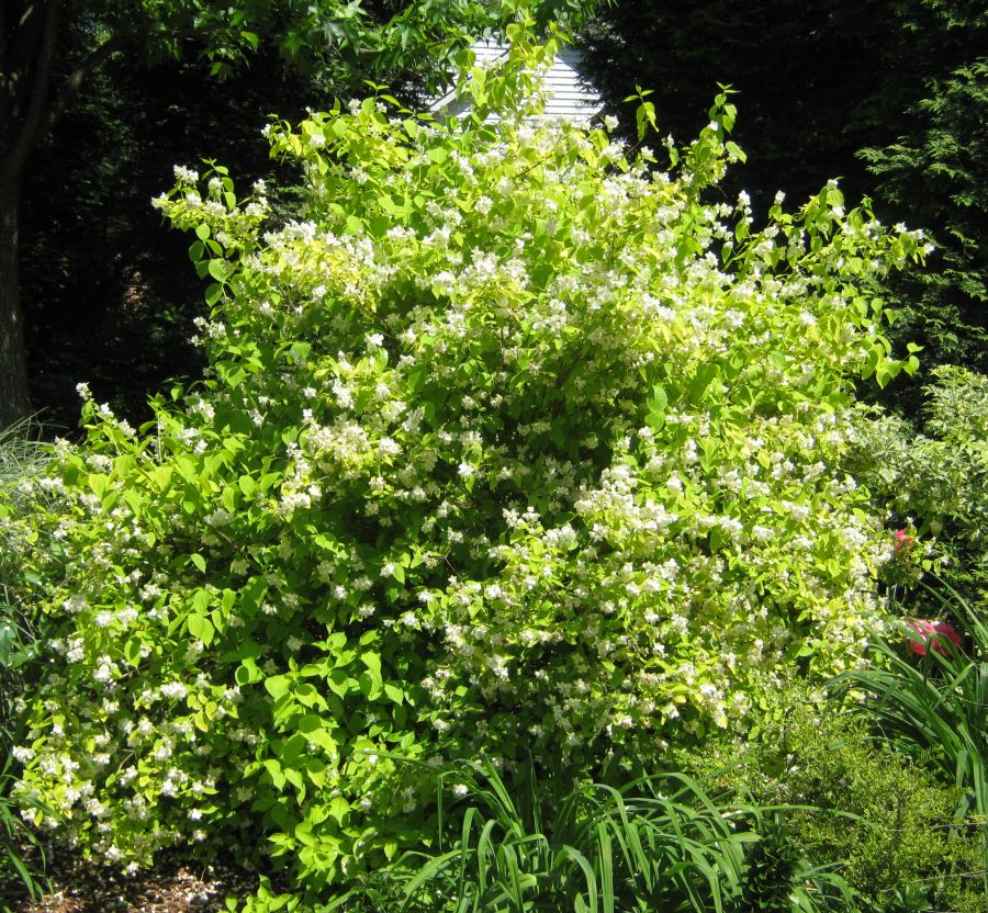 Future Plants by Randy Stewart: Philadelphus - Mock Orange