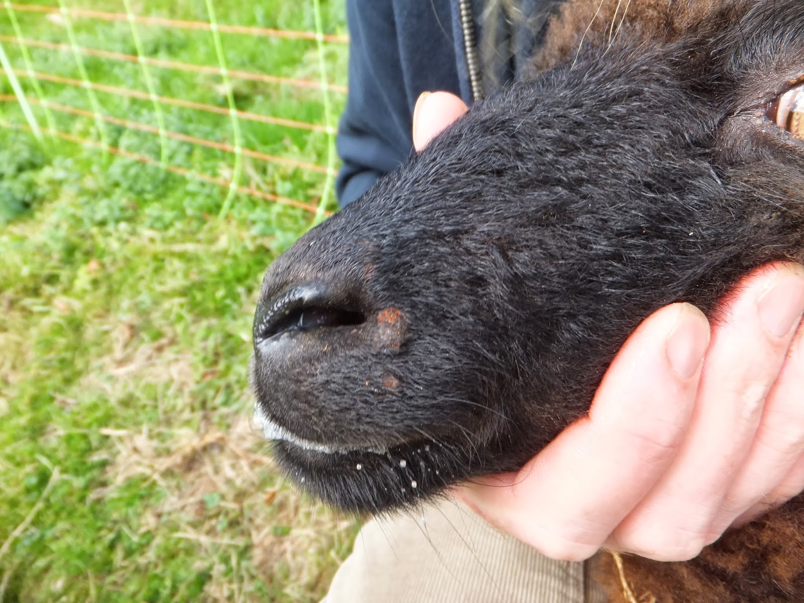 La vie à la petite ferme: Sheep have a rash or something