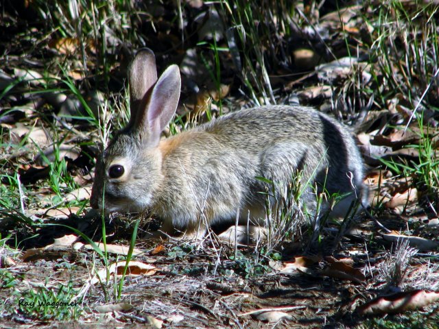 THE VIEW FROM MY CAMERA: Baby Jack Rabbit