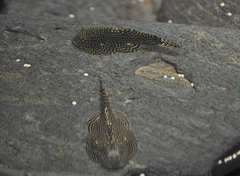ZOOTOGRAFIANDO (6.057 ANIMALS): LOCHA MARIPOSA / BUTTERFLY FINSUCKER ...