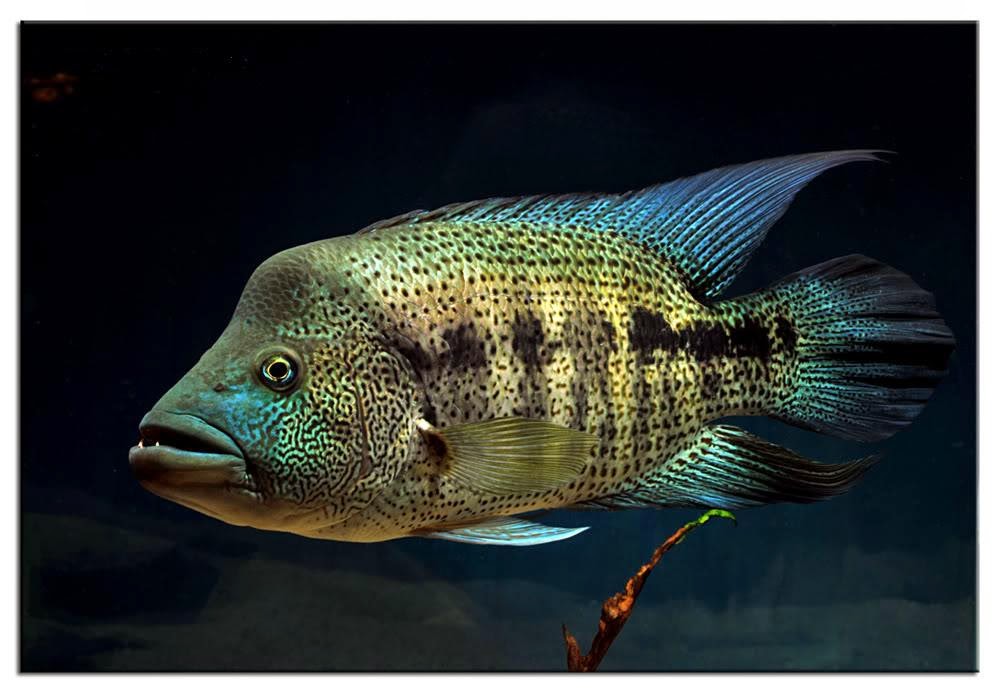 Artes de Pesca: LOS CICHLIDAE 33ª