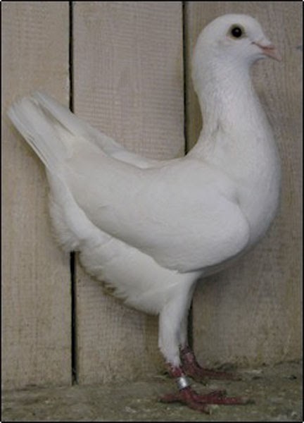 Mymensingh Pigeon & Bird Club: Pigeon Photo Gellary