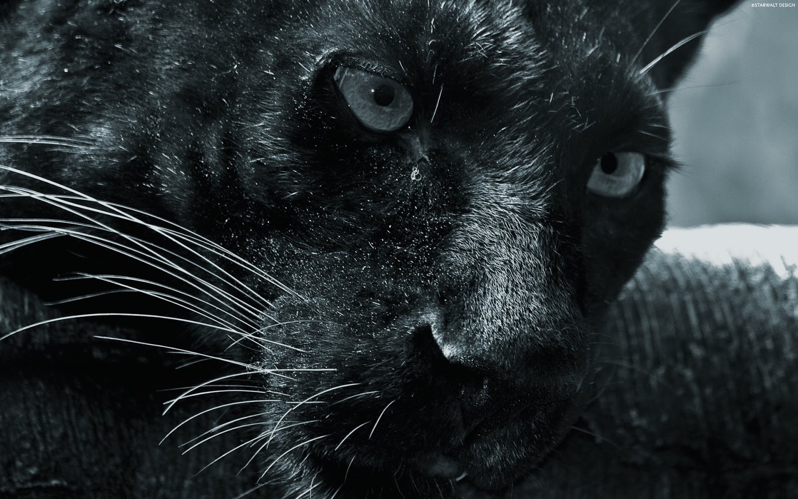 Panther - HD Wallpapers | Earth Blog