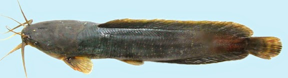 The Esteemed Fishes of Manipur