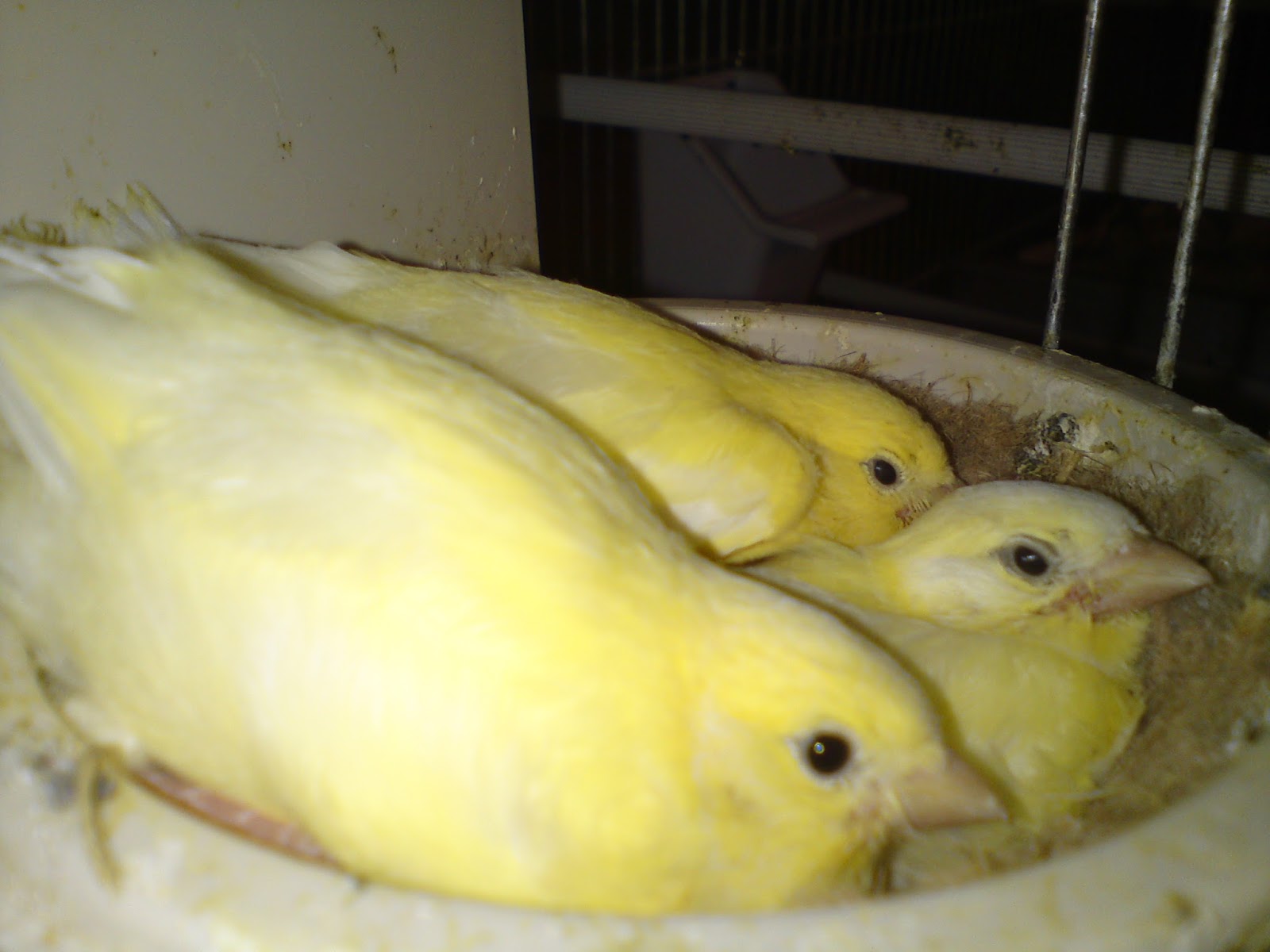 a scotch fancy canary blog: August 2013