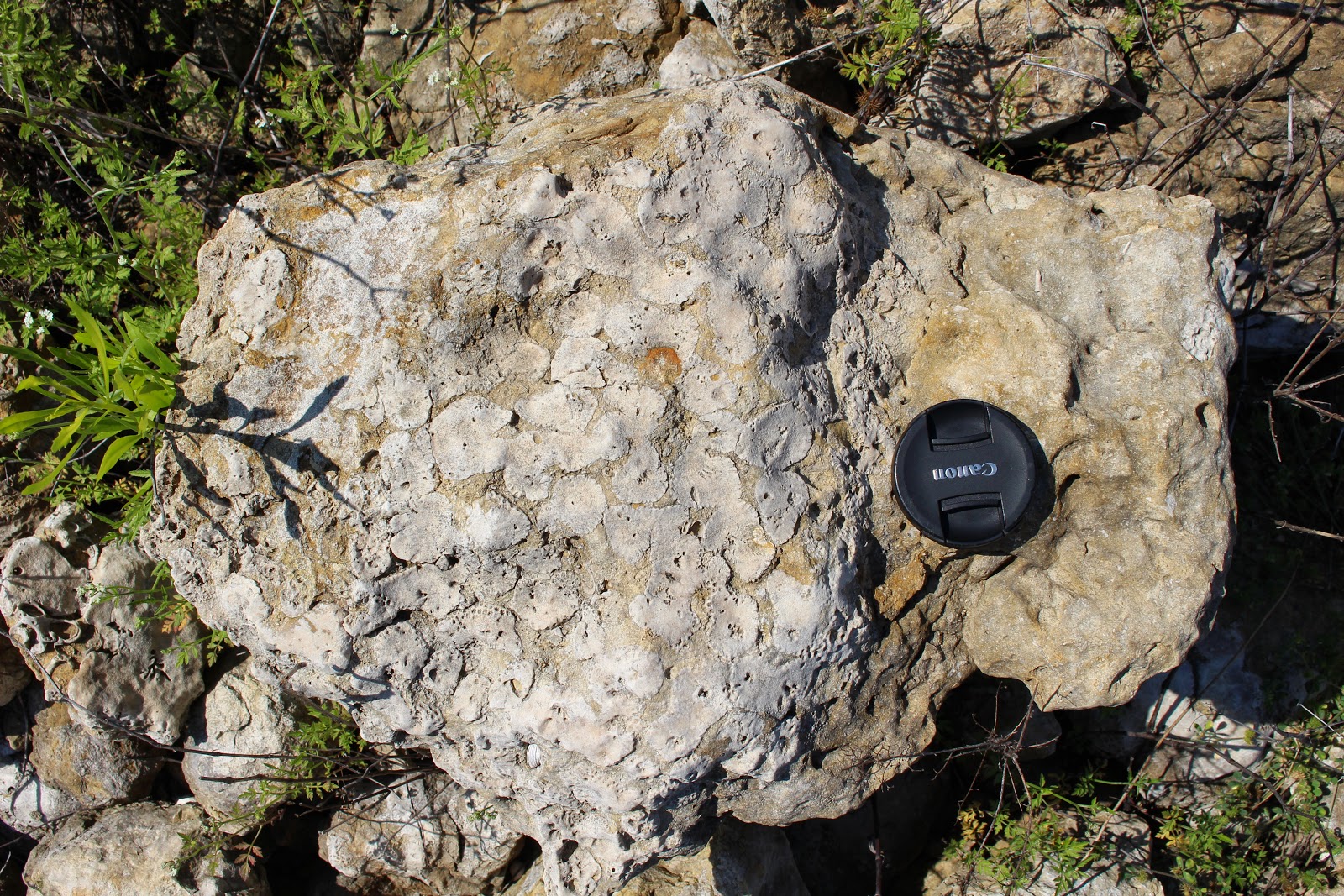 Finding Fossils...: Fossil Reefs around Austin