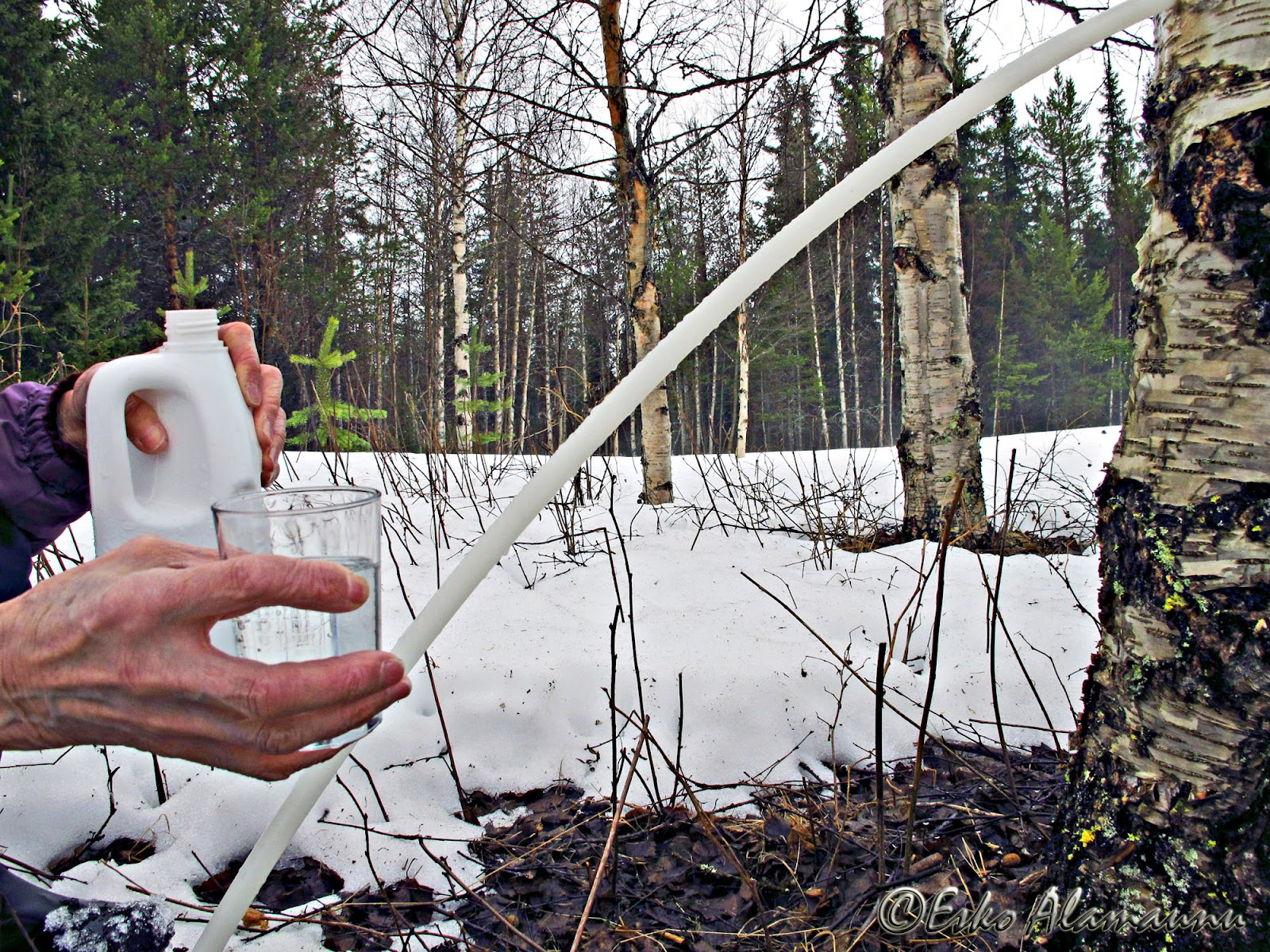 Eko-Kuvia: Mahlaa Koivusta...