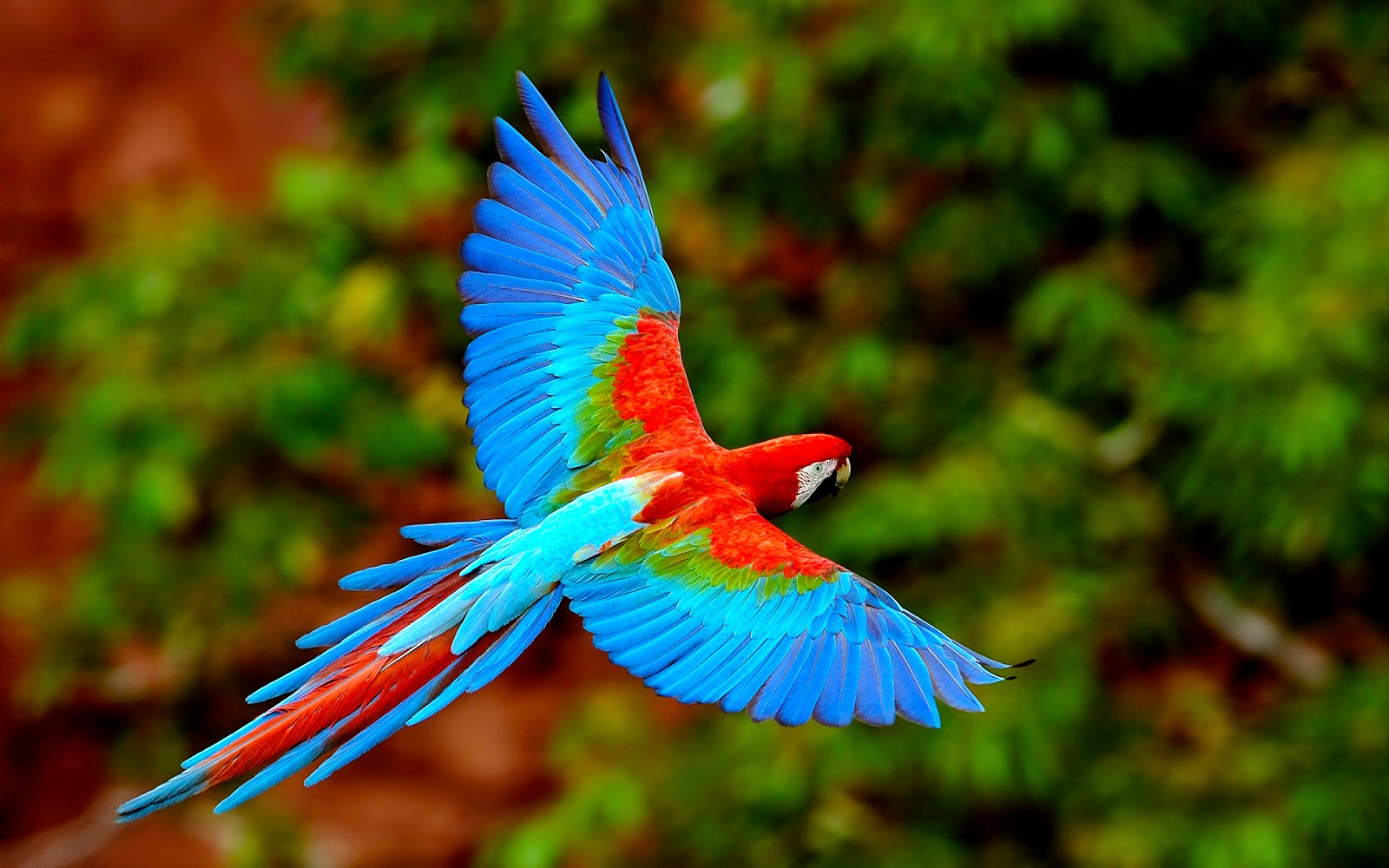 Colourful Bird Flying HD Wallpaper | Free Wallpaper