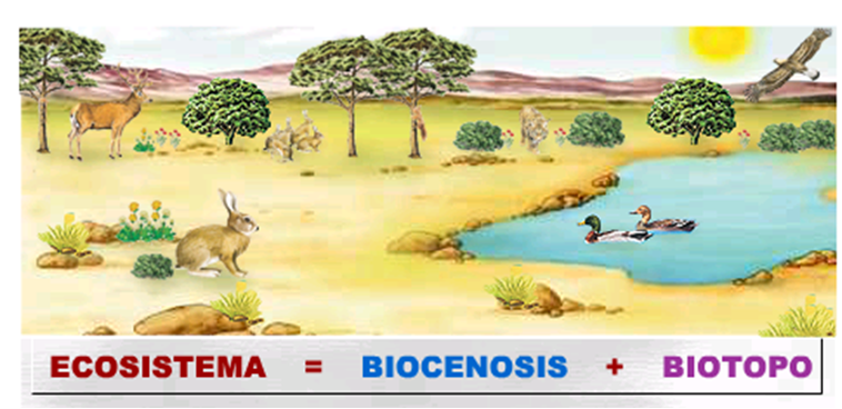 Componentes Abioticos De Un Ecosistema - chefli