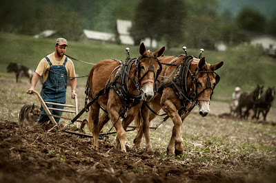 Dan Routh Photography: Mule Team