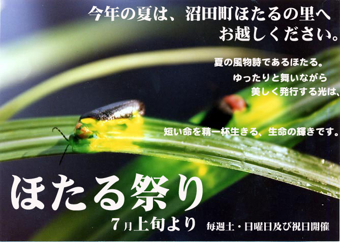 talk-hokkaido: Light-emitting Insect Festival in Numata Town