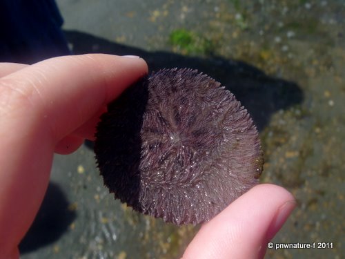 Eccentric Sand Dollar (Dendraster Excentricus)