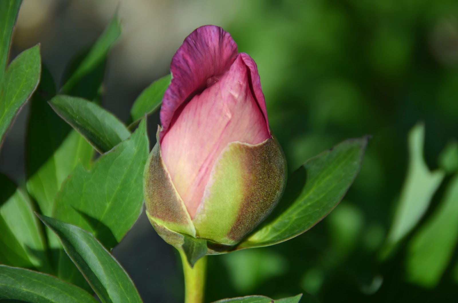 Southern Peony: 2016 Intersectional Peony Buds