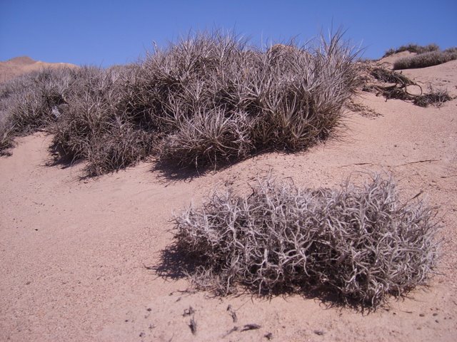 TILLANDSIAS RARAS BOIATCHE BROMELIARIO: TILLANDSIA MARCONAE
