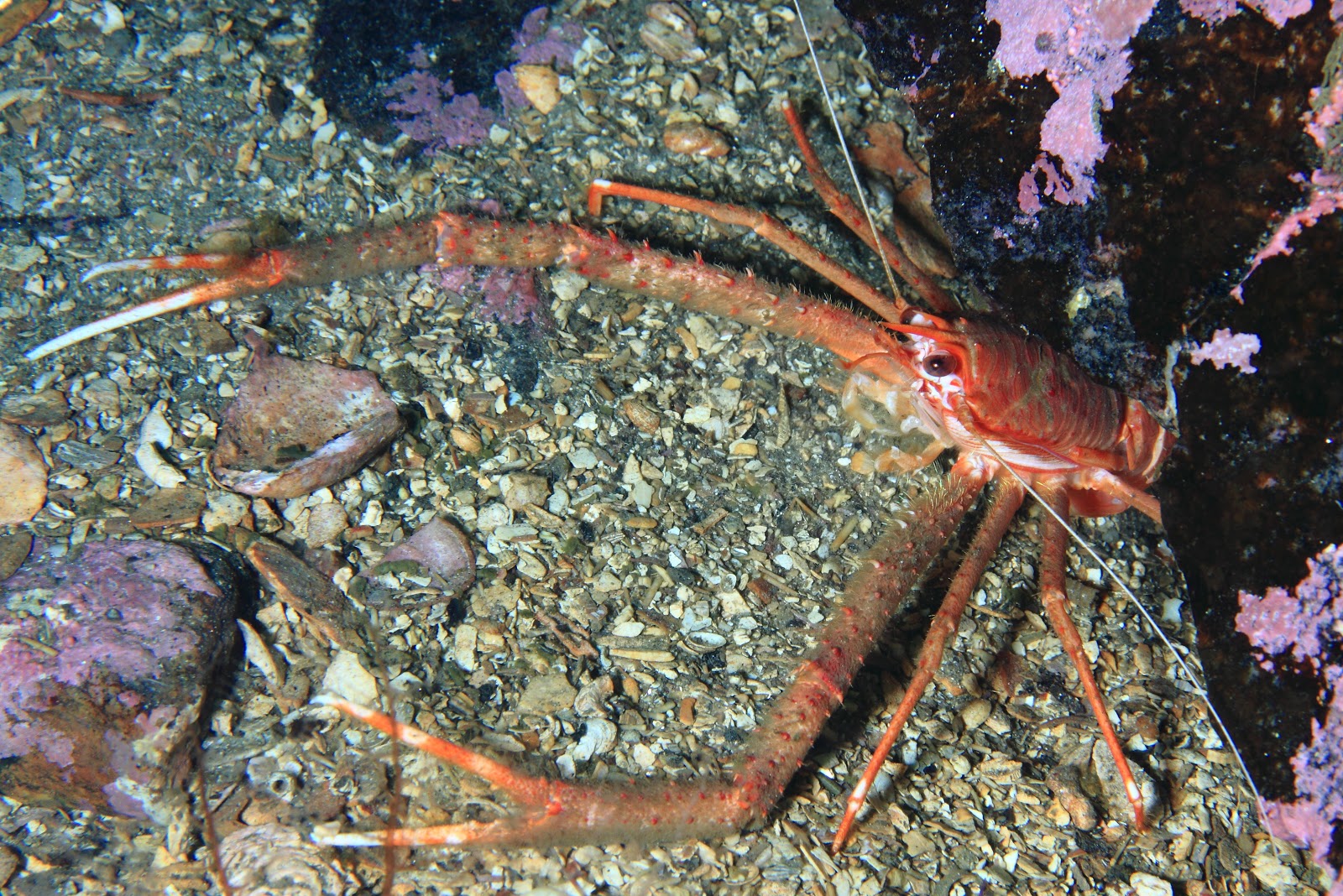 Kystjakt: Langfinger kreps