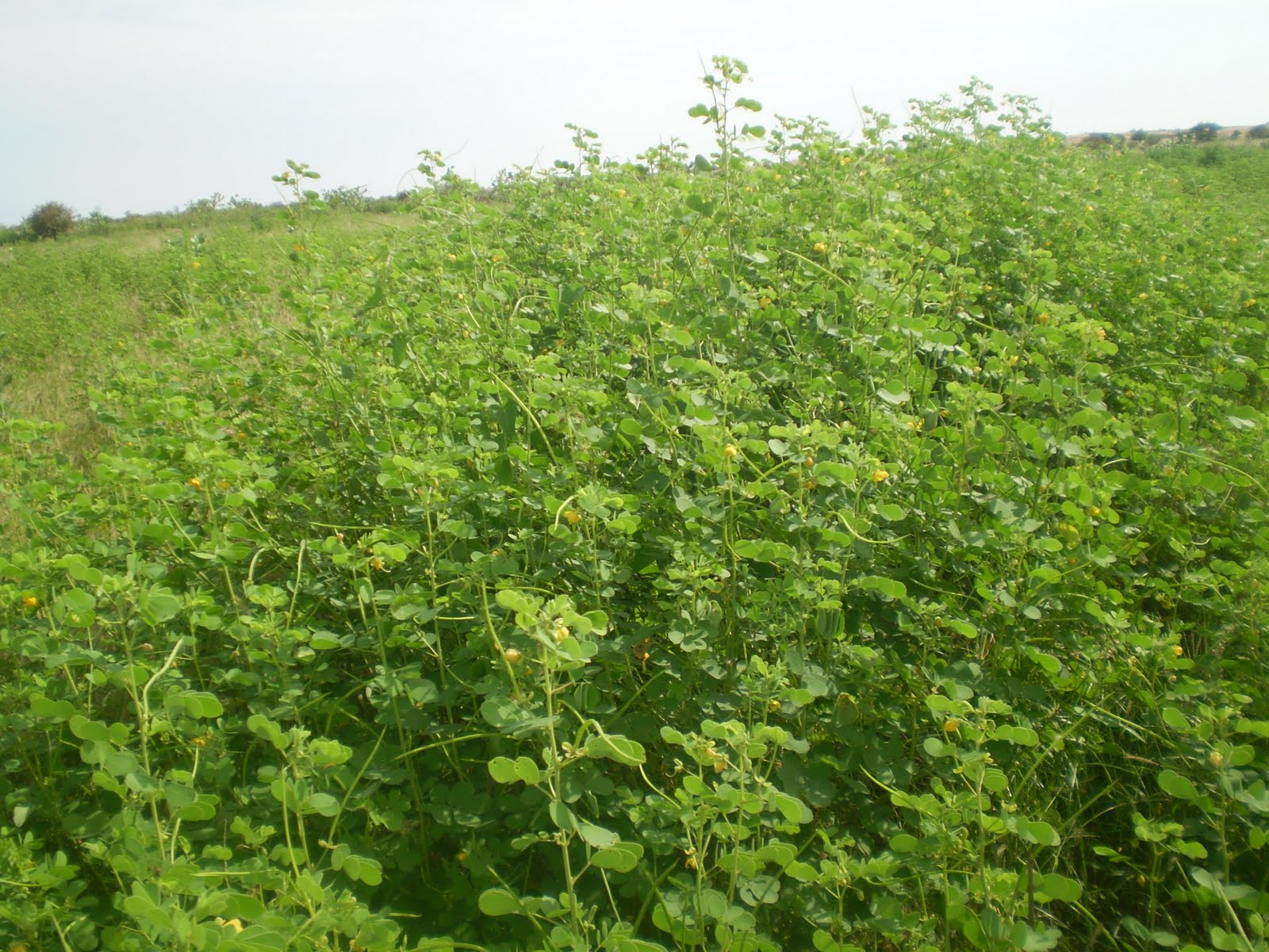 Monguel مونكل: مناظر طبيعية من مقاطعة مونكل