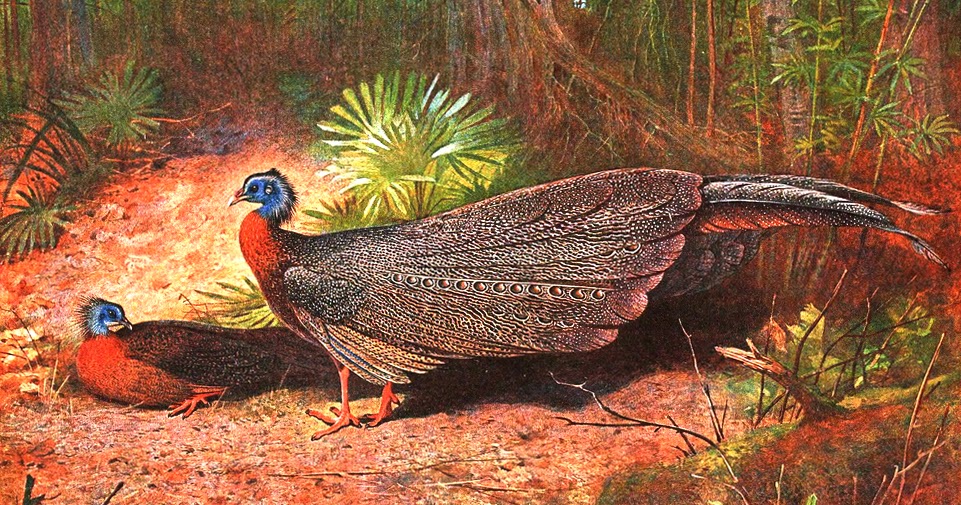 Art and Lore: Legenda Burung Ruai