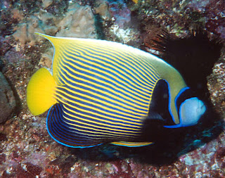 Ikan Nemo Bandung - Portal Informasi Ikan Hias Laut dan Hobiis Aquarium ...