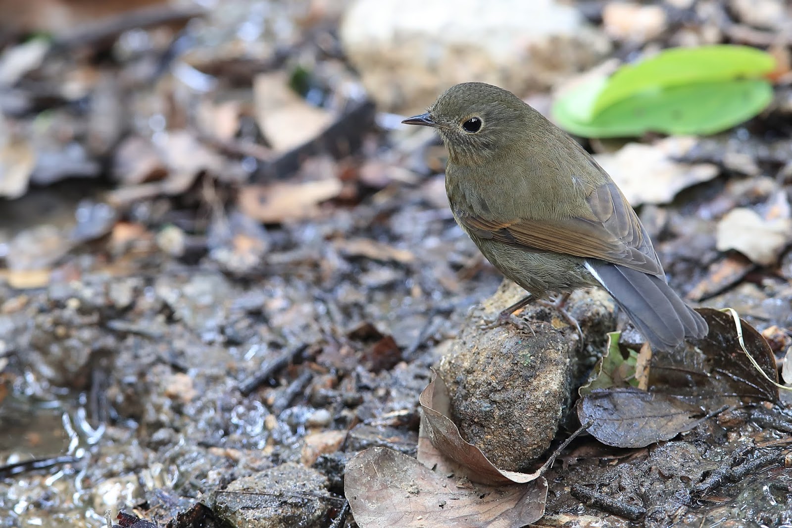 Not just birds: Lung Fu Shan 30 Dec 2018 - White-tailed Robin