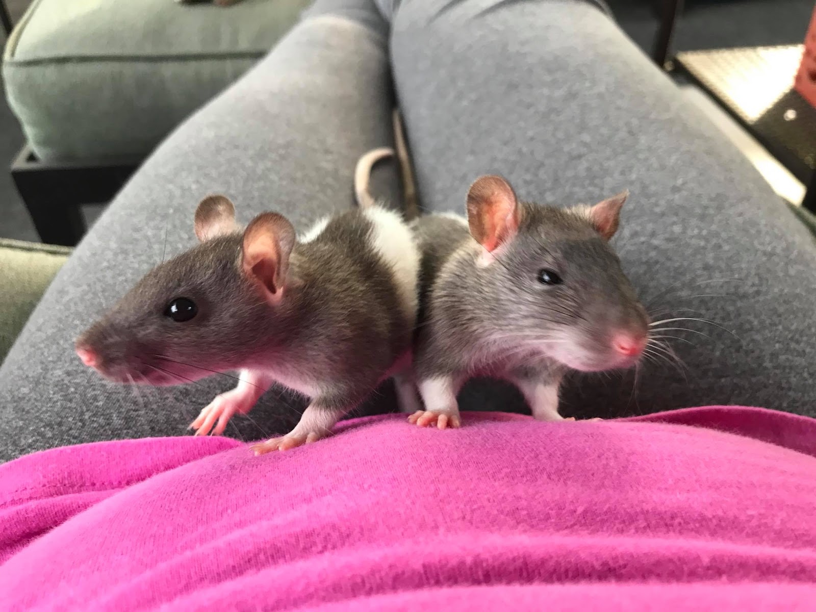 Ask Away Blog: When Rats Fight.....