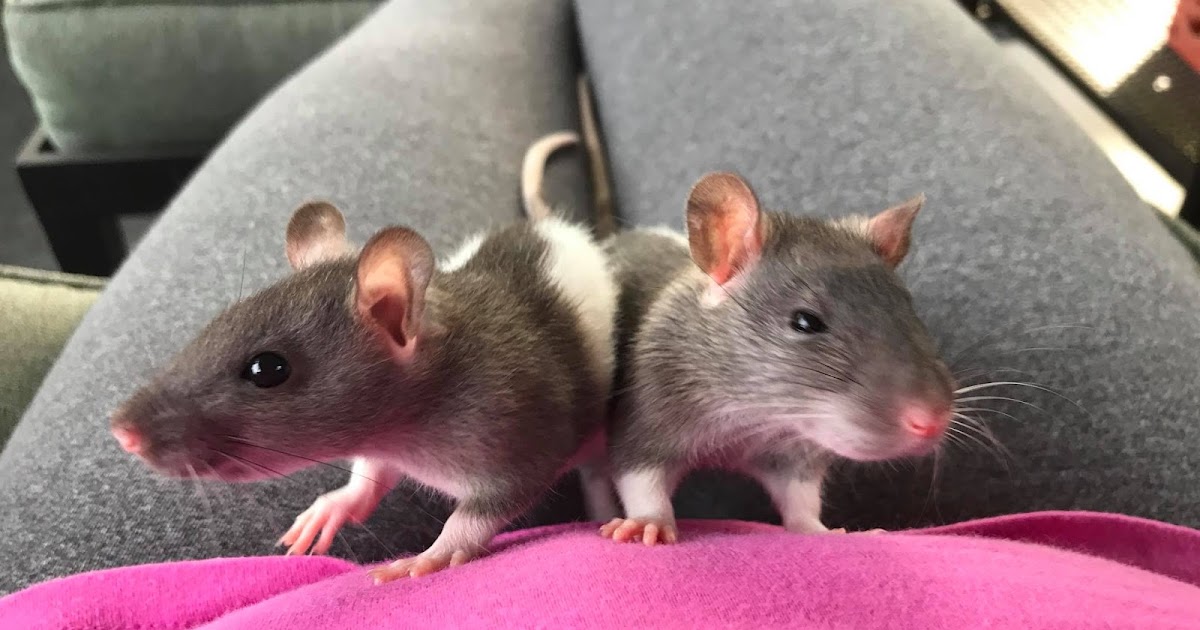 Ask Away Blog: When Rats Fight.....