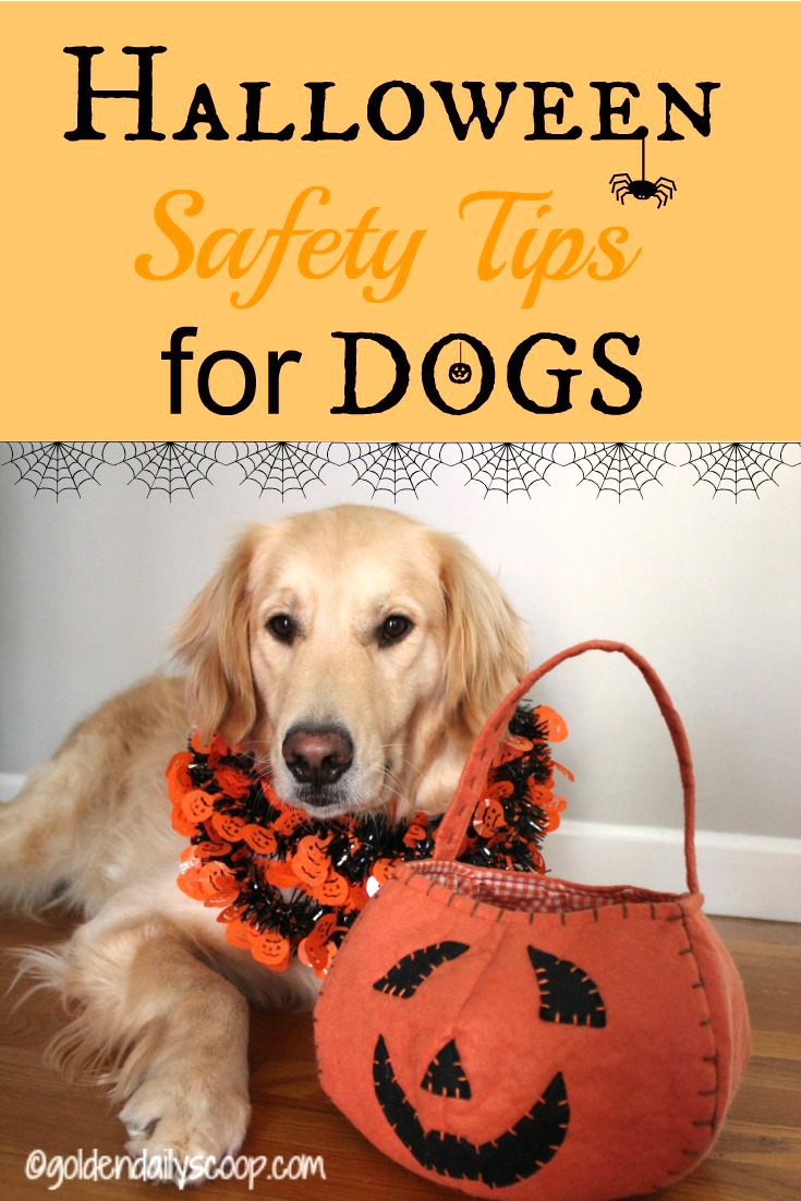 5 Halloween Safety Tips for Dog