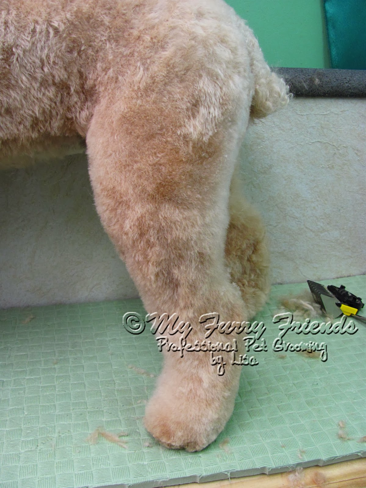 Pet Grooming: The Good, The Bad, & The Furry: Monday Makeover #18 ...