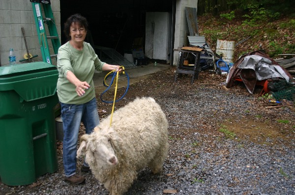 phyllis`s view: Shearing the angora goats