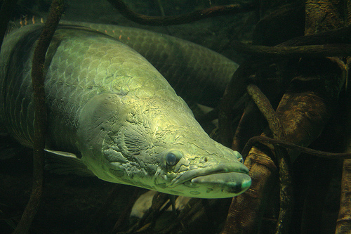 Not only that, but Amazon River said to be filled by terrible creatures ...