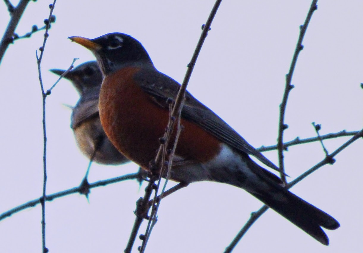 Geotripper's California Birds: Bird of the Day: Wondering Where Your ...