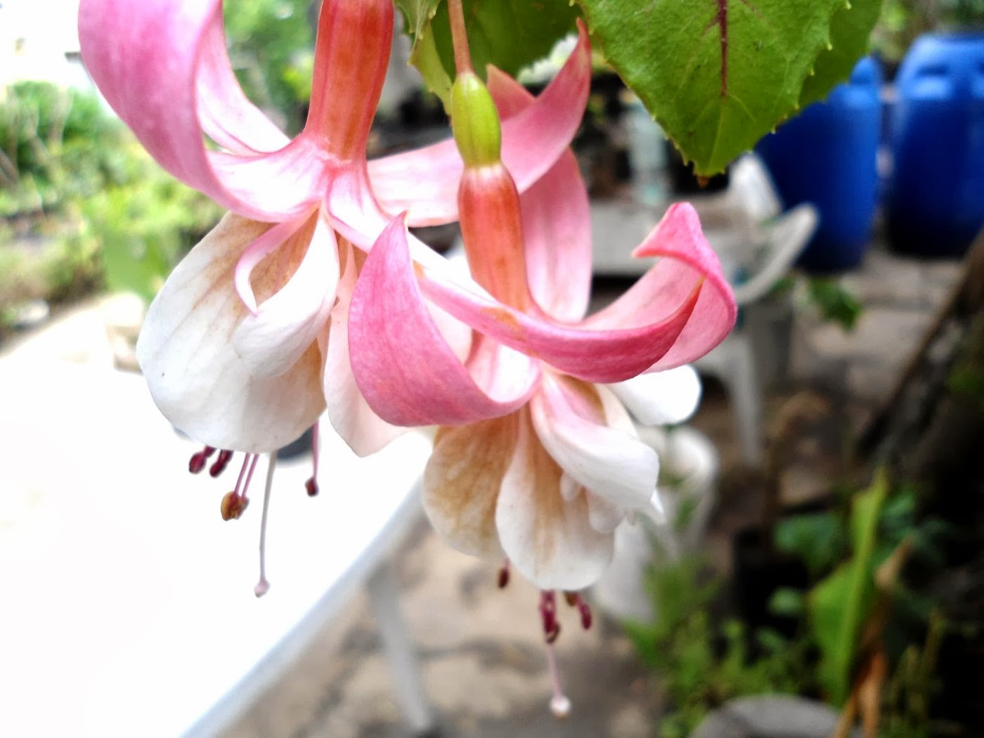 Terra Nostra: ALJABA - Fuchsia sp.