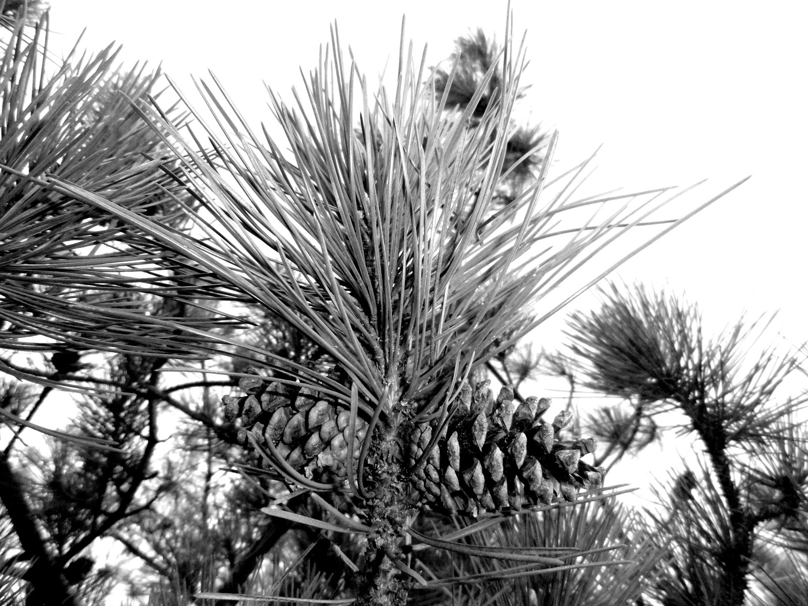 Imagini alb-negru cu plante / Black and white images with plants: Pinul ...