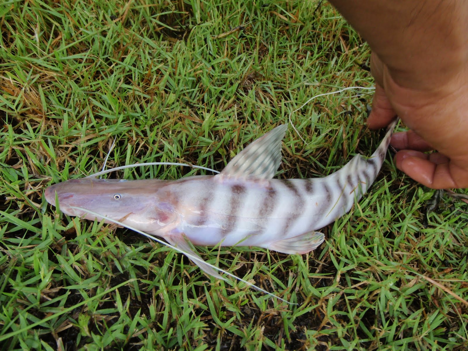 EXOTIC FISHING THAILAND: THE FISH of E.F.T