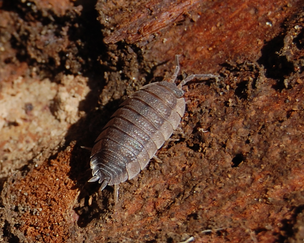 blackoaknaturalist: A Sunday Meander, Chapter 2