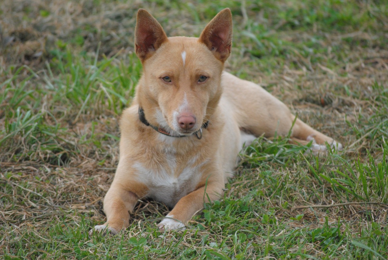 NUNCAJAMAS COCKER: UN LEGADO CELTA: EL PERRO GUICHO O QUISQUELO ...