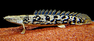 Ikan Palmas (Ikan Naga) - Akuarium Ikan Hias