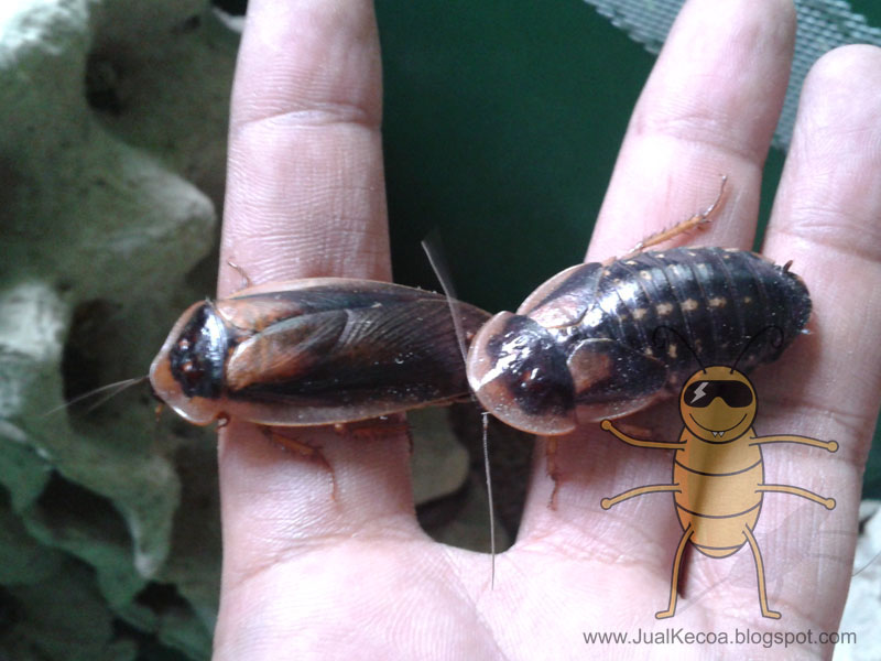 Sekilas Tentang Kecoa Dubia (Blaptica Dubia) - Jual Kecoa