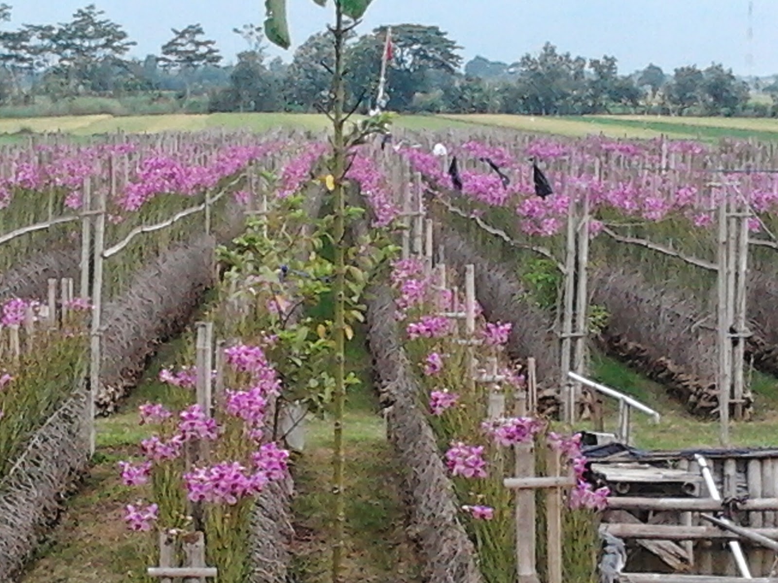 Jalan Terpilih Untuk Penanaman Bunga Anggrek