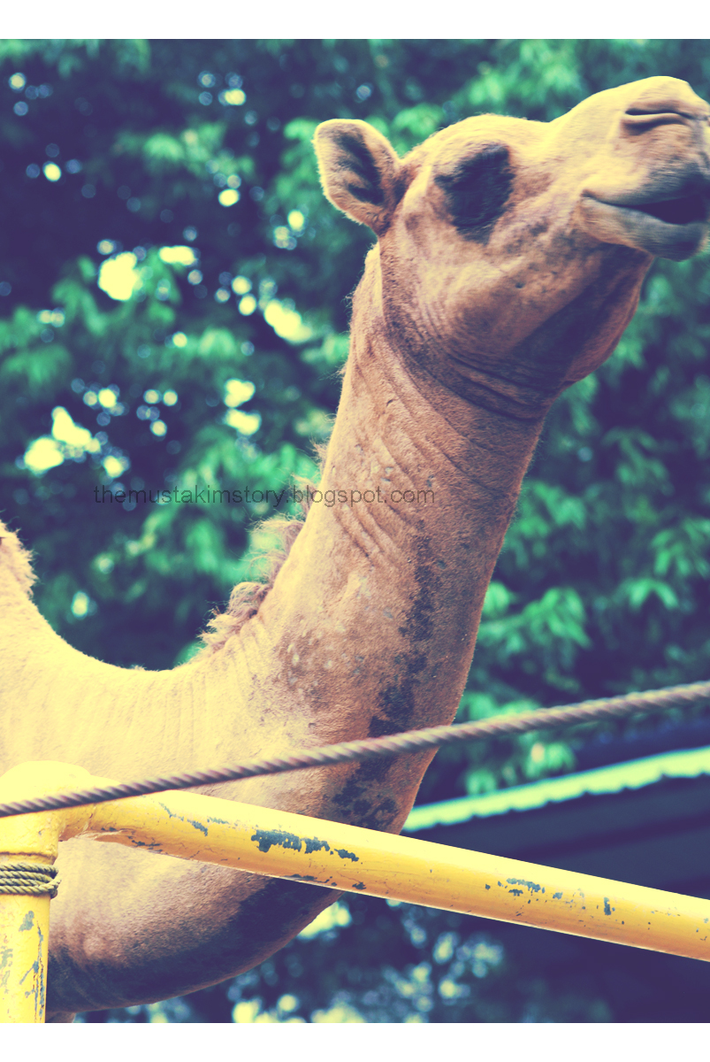 Edisi Informasi! Hukum Berubat Dengan Minum Air Kencing Unta!:The Kaki ...