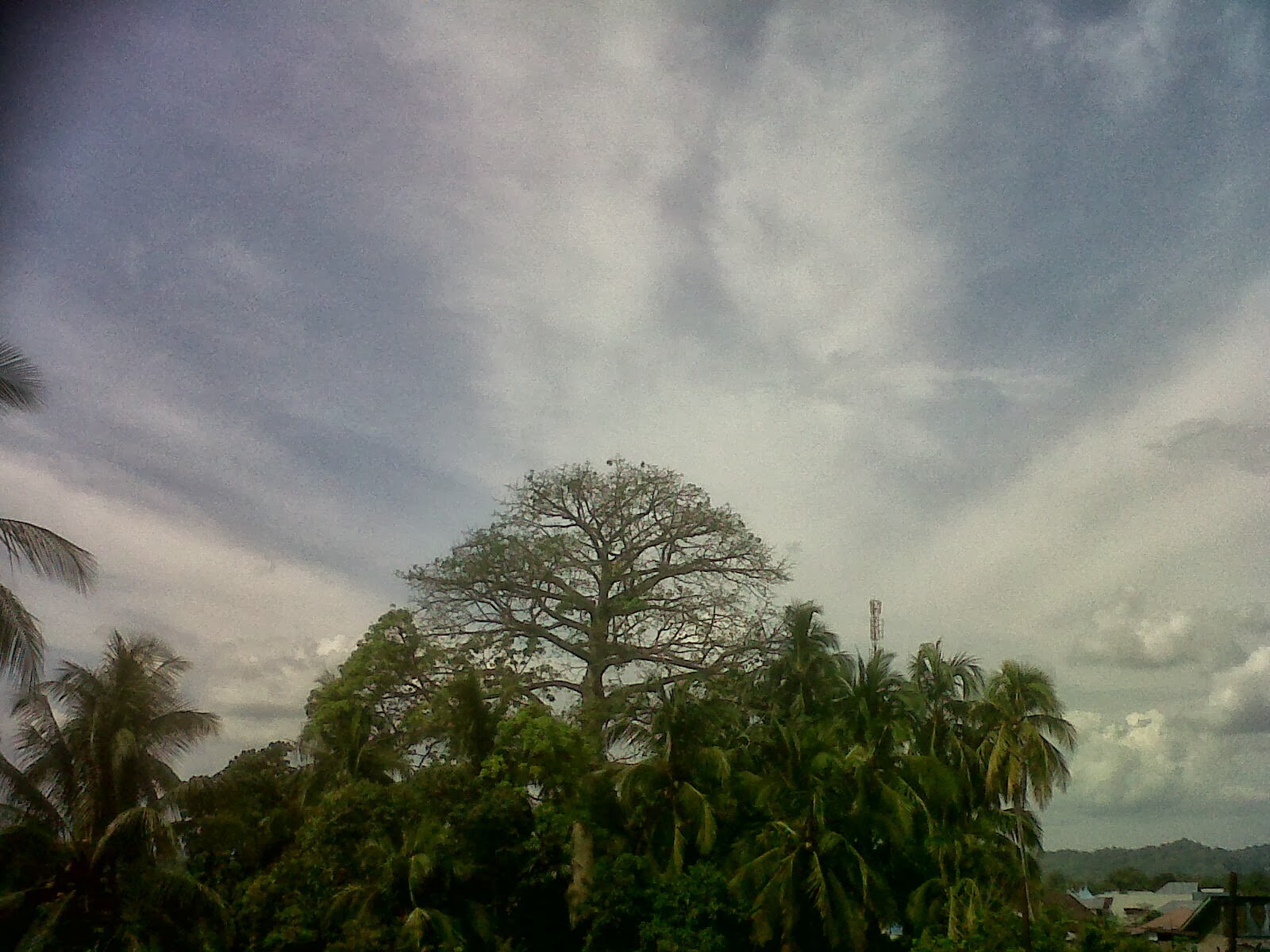 Indonesiana: Pohon Randu (Kapuk)