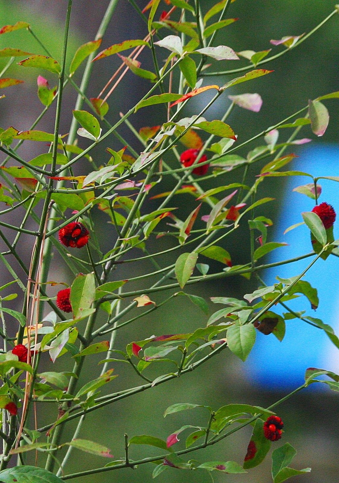 Gardening With Nature: Strawberry bush
