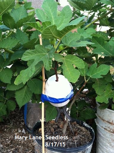 Figs Fort Smith!: Air Layering Fig Trees