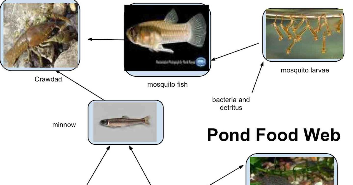 Stewart Family: Newsletter: Creating Your Own Pond