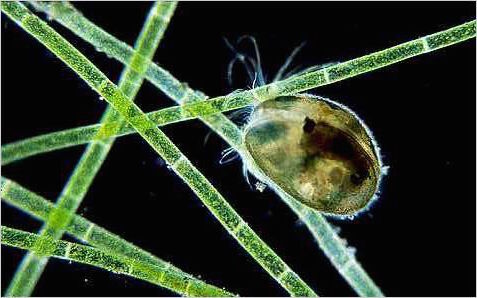 Ostracod Under Microscope