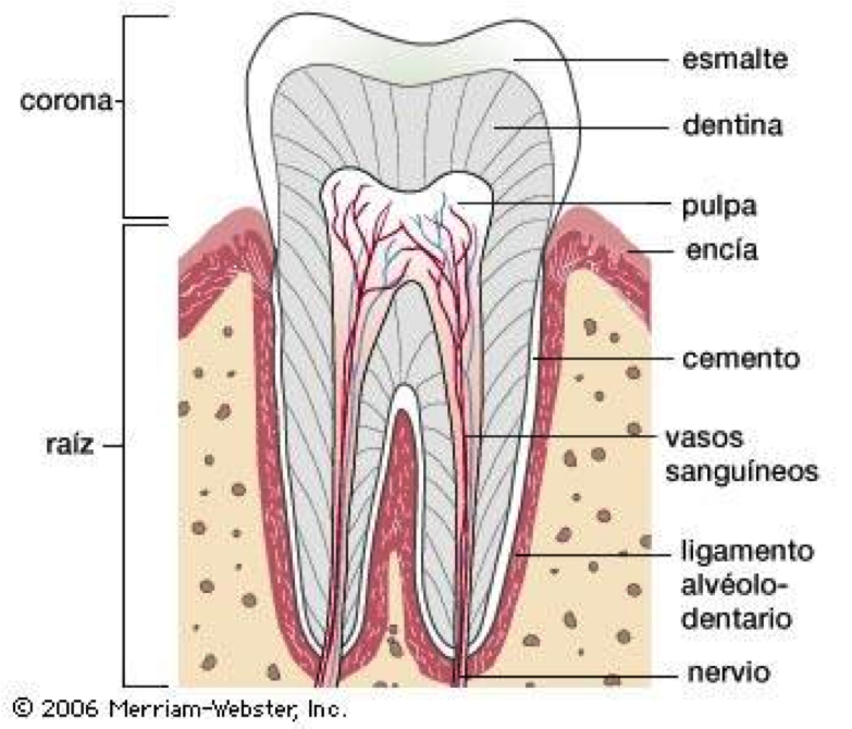 Embriologia Buco-Dental: Complejo Dentino-Pulpar